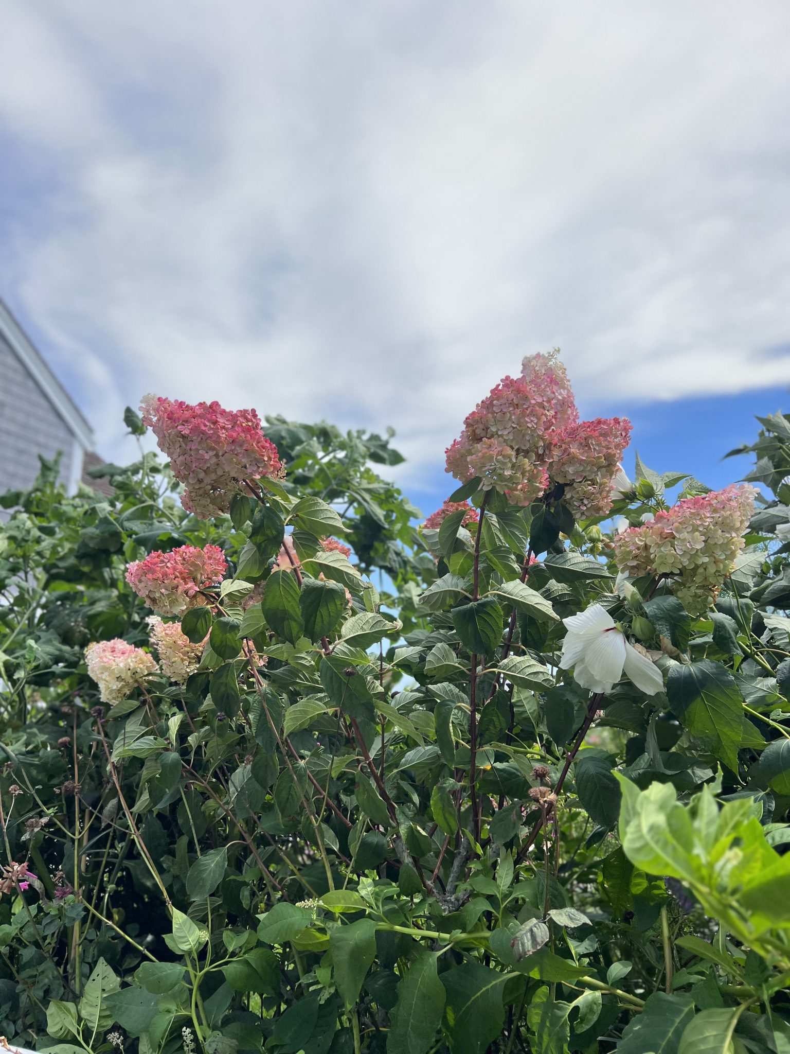 Sconset Bluff Walk, Nantucket - All you need to know - Kamelias Travel ...