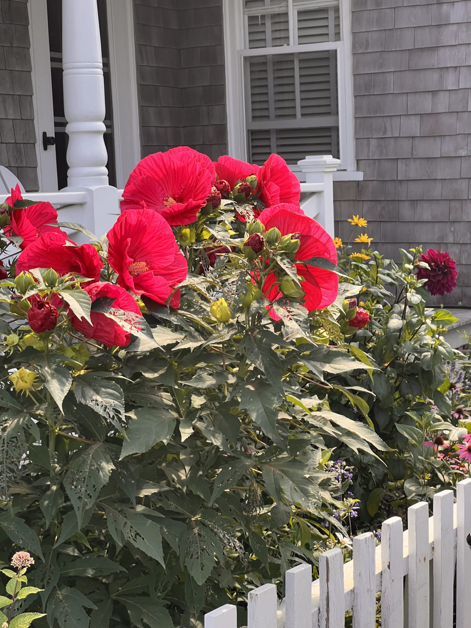 Sconset Bluff Walk, Nantucket - All you need to know - Kamelias Travel ...